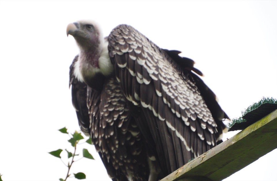 Véloscénie #1 : Rambouillet, sa forêt, sa bergerie et ses rapaces...