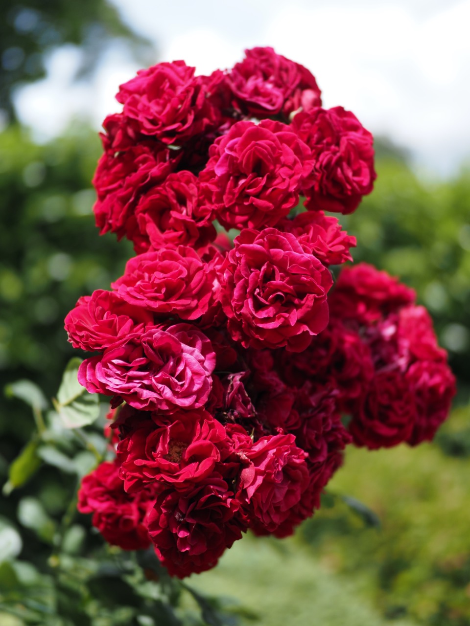 Notre vie en Angleterre #67 : le temps des roses, toujours pas d'école ...